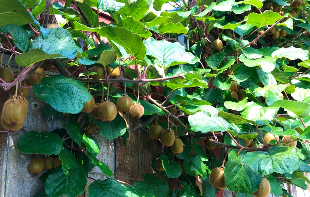 Kiwi - Marika's Garden