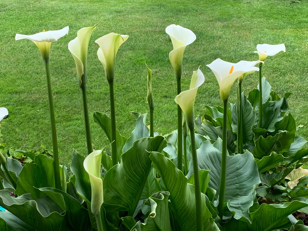 Calla Lily - Marika's Garden